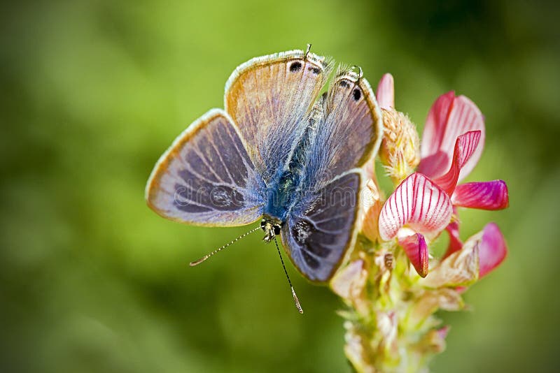 Bella farfalla immagine stock. Immagine di fiore, nave - 15555655