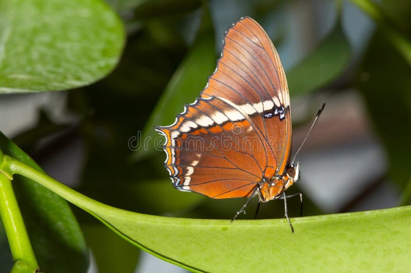 Bella farfalla fotografia stock. Immagine di verde, arancione - 2337262