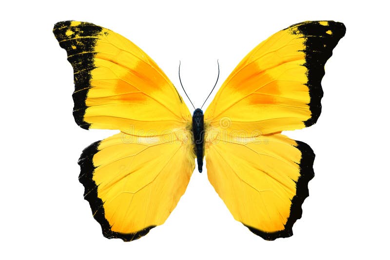 Bella Farfalla Gialla Isolata Su Fondo Bianco Immagine Stock - Immagine ...