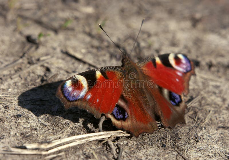 Farfalla Rossa Di Beautifull Sulla Mano Della Donna Fotografia Stock ...