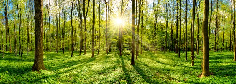 Bella Foresta Con Il Sole Luminoso Immagine Stock - Immagine di ...