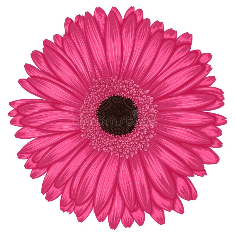 Bella Gerbera Rosa Isolata Su Fondo Bianco Illustrazione di Stock ...