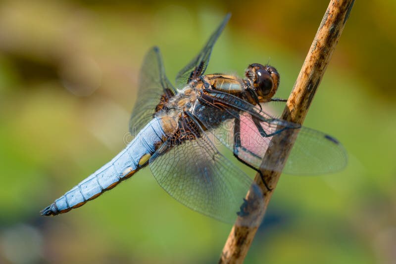 Bella libellula blu immagine stock. Immagine di soleggiato - 116644773
