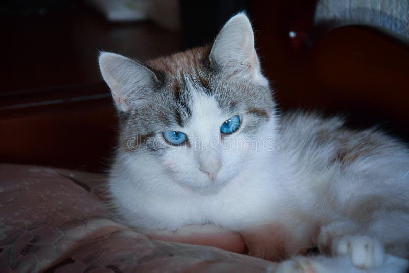 Bella stock image. Image of cats, pets, gorgeous, bella - 52537773