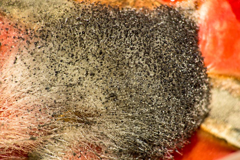 Modelli Bello, Colonia Delle Caratteristiche Della Muffa Del Fungo In ...