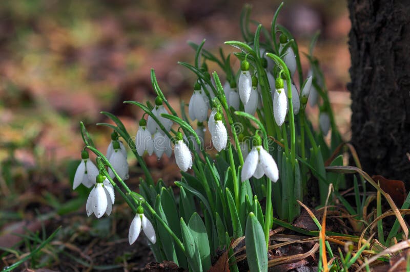 Bella Natura Morta Della Molla Con I Bucaneve Immagine Stock - Immagine ...