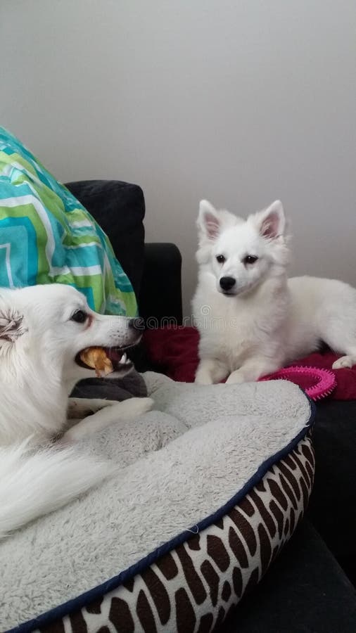 Bella and Olaf stock photo. Image of spitz, pomeranian - 58195692