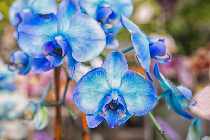 Bella orchidea blu fotografia stock. Immagine di orchidea - 60947014