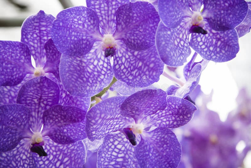 Bellissima orchidea viola fotografia stock. Immagine di olanda - 63339342