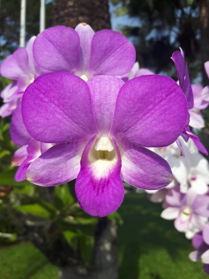 Bella orchidea viola fotografia editoriale. Immagine di giardino - 66071322