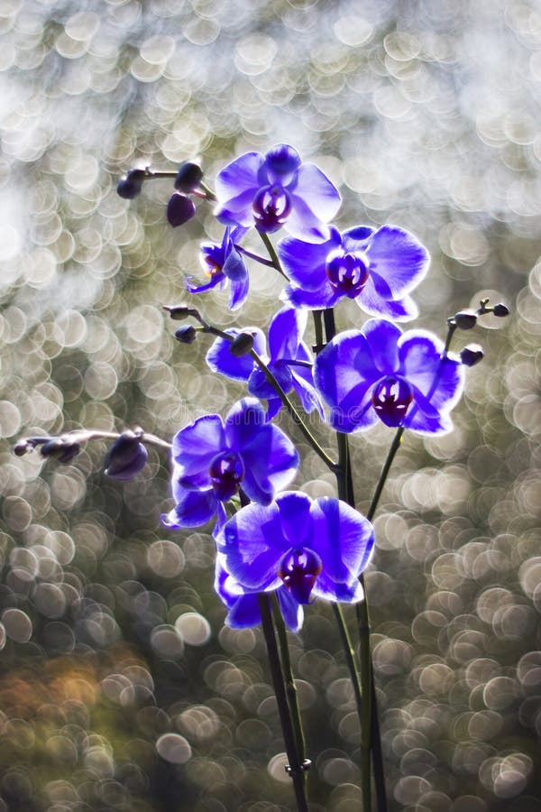 Bella Orchidea Viola - Phalaenopsis Fotografia Stock - Immagine di ...