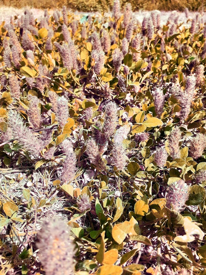 Bella pasto tauntum imagen de archivo. Imagen de hierba - 161675301