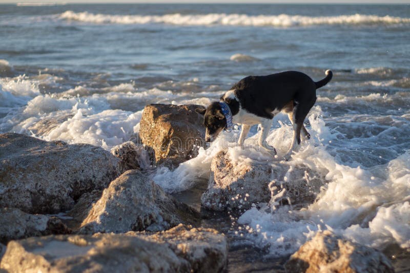Bella Perra En El Primer Piso Y La Playa Foto de archivo - Imagen de ...