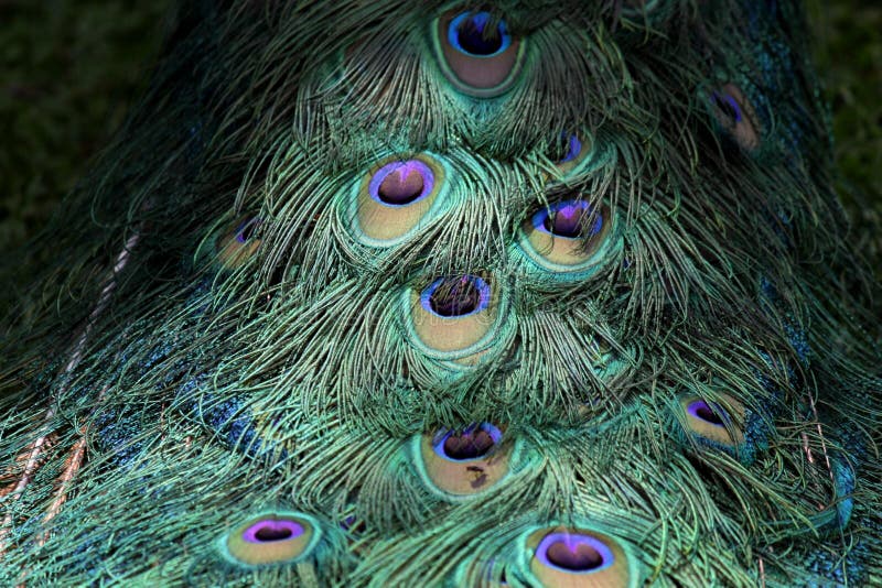 Bella Piuma Naturale Del Pavone Immagine Stock - Immagine di volo ...