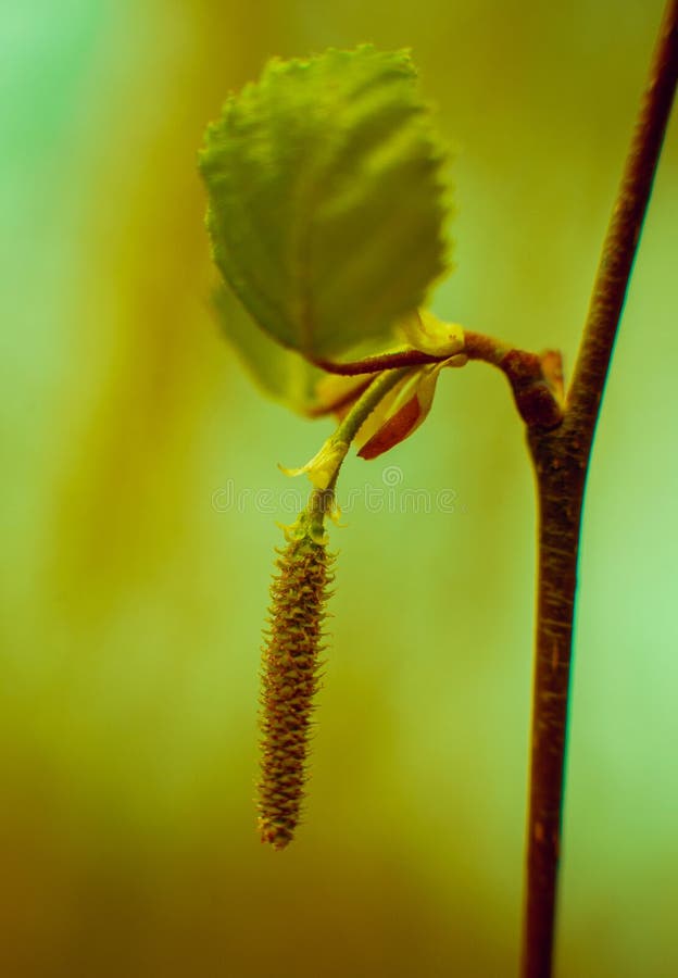 Bella Rama Con Conos. Fondo De Luz. Macro. Foto de archivo - Imagen de ...