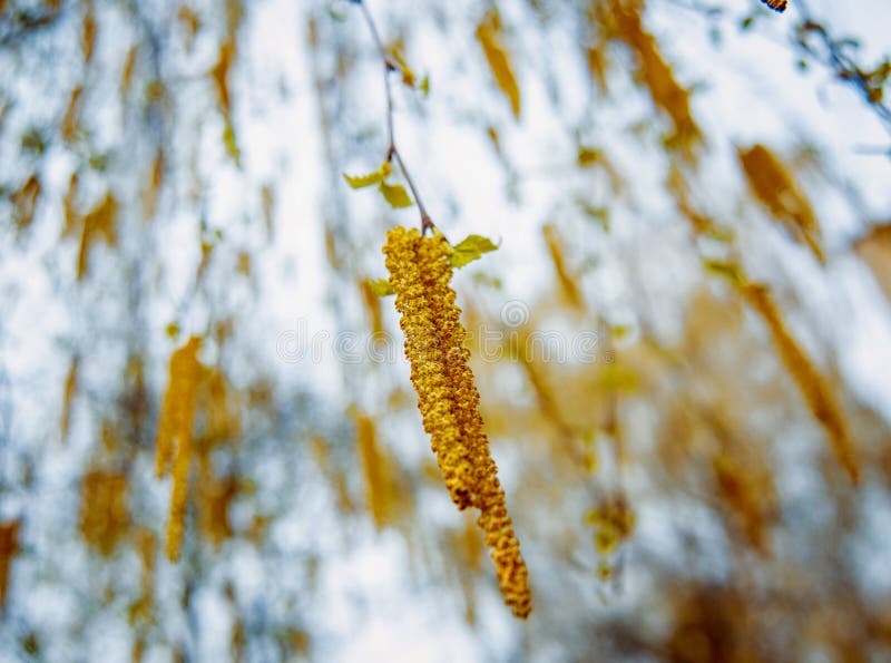 Bella Rama Con Conos. Fondo De Luz. Macro. Foto de archivo - Imagen de ...