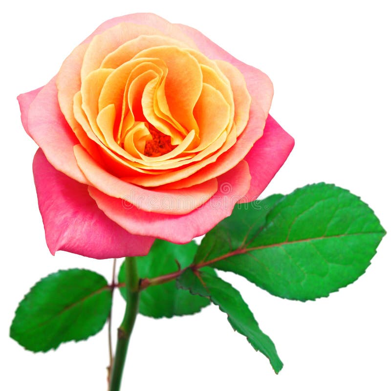 Bella rosa imagen de archivo. Imagen de cubo, fresco - 233636705