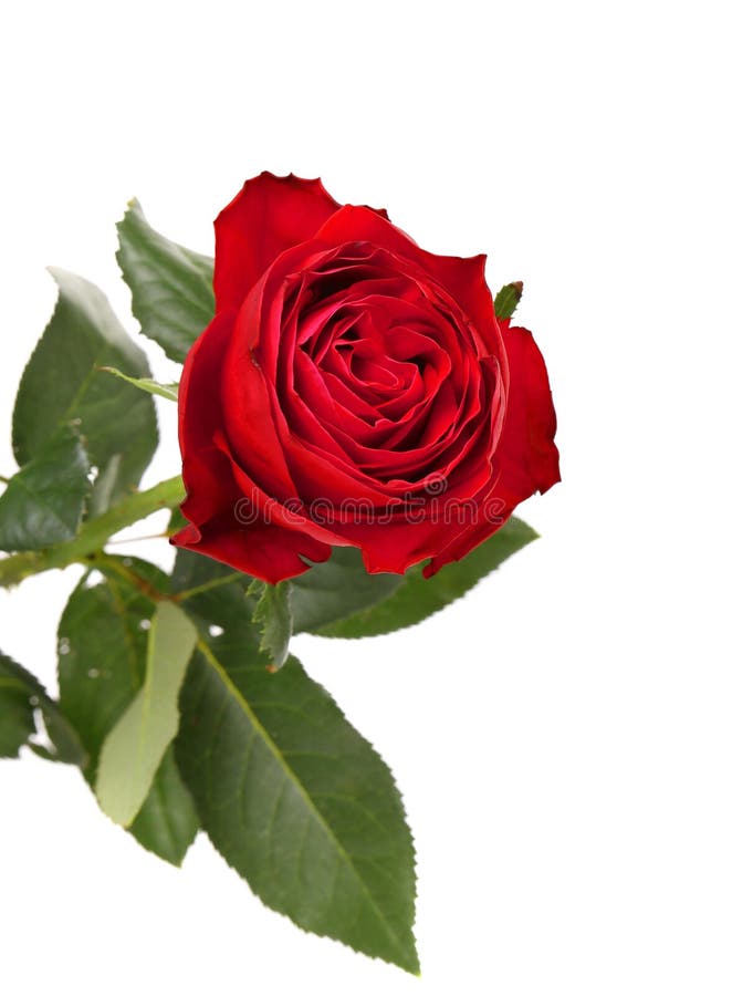 Il Gambo Di Una Rosa Con Le Spine. Fotografia Stock - Immagine di fiore ...