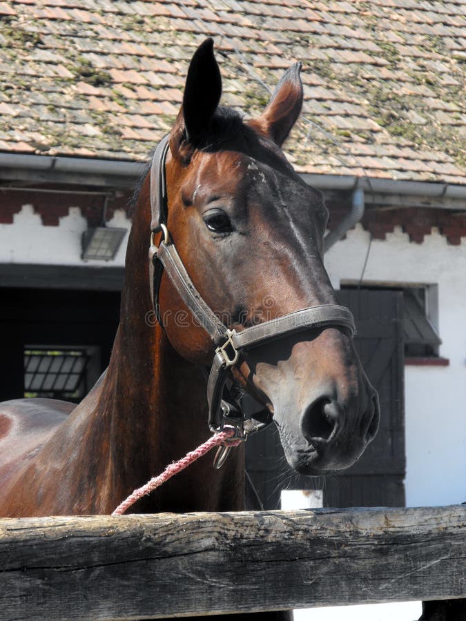 7,067 Profilo Della Testa Di Cavallo Foto stock - Foto stock gratuite e ...