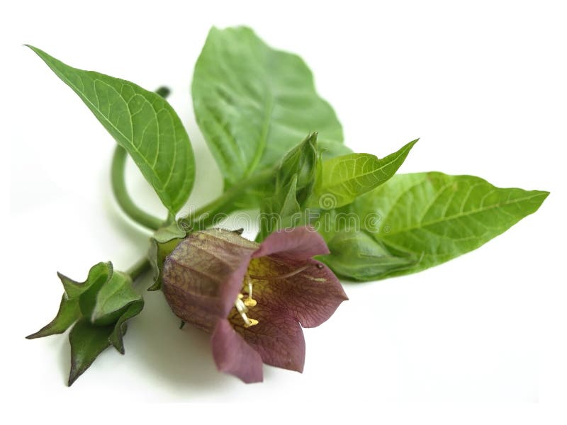 Atropa de la belladona imagen de archivo. Imagen de veneno - 14881237