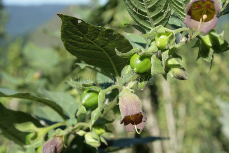 Belladone image stock. Image of flore, angiospermes, biodiversité ...