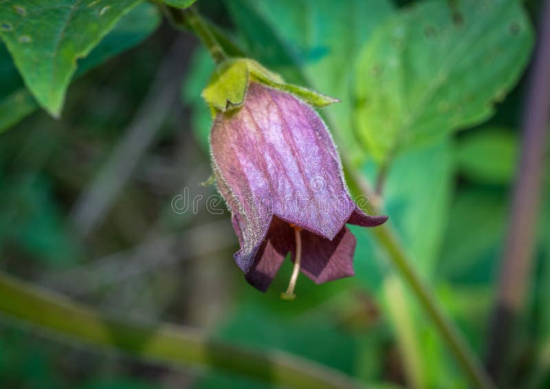 Morelle Mortelle (belladone D'atrope), Baies Et Fleurs Photo stock ...