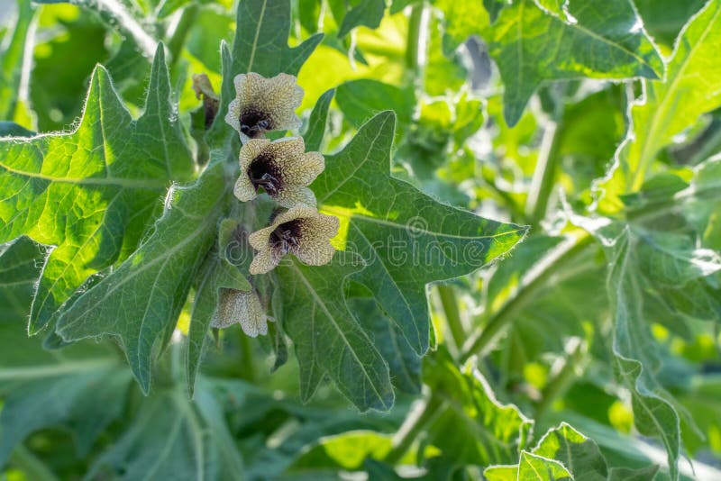 Belladonna Medicinal Plant, Flowers and Leaves Close-up in Backlight ...