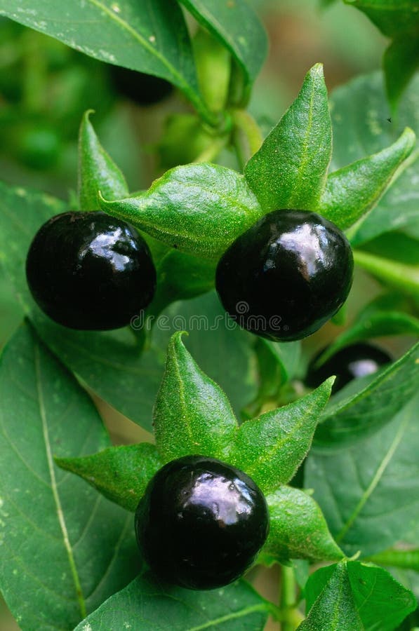Belladonna (belladonna Dell'atropa), Bacche E Fiori Fotografia Stock ...