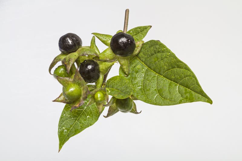 Belladonna (Atropa Belladonna), Bacche E Fiori Immagine Stock ...