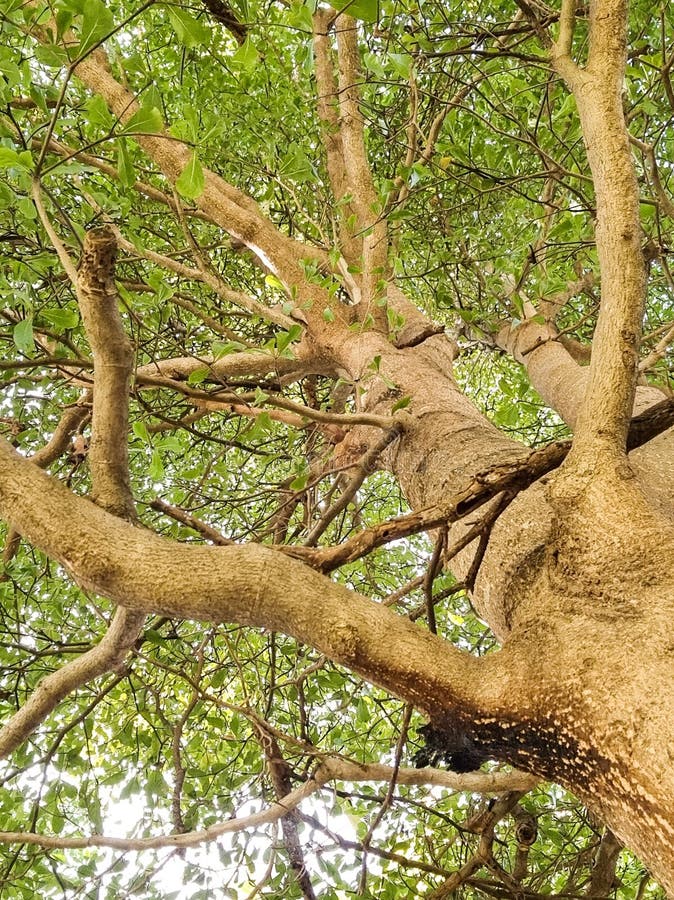 Las Ramas Hermosas Comieron Foto de archivo - Imagen de hermoso, nieve ...