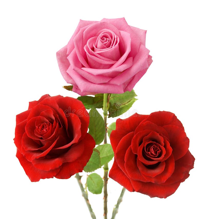 Bellas Rosas Ramas Aisladas En Blanco Foto de archivo - Imagen de ...