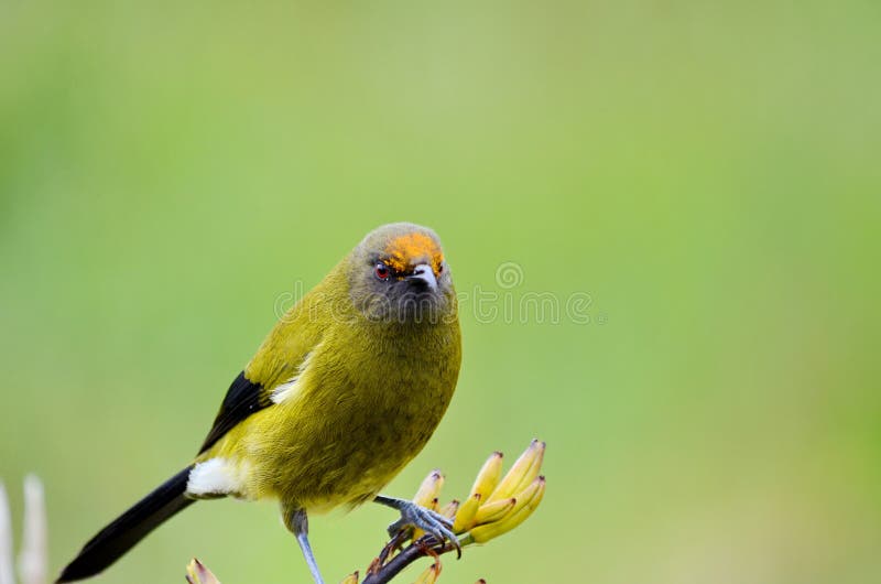 Bellbird in the wild stock image. Image of color, people - 133166399