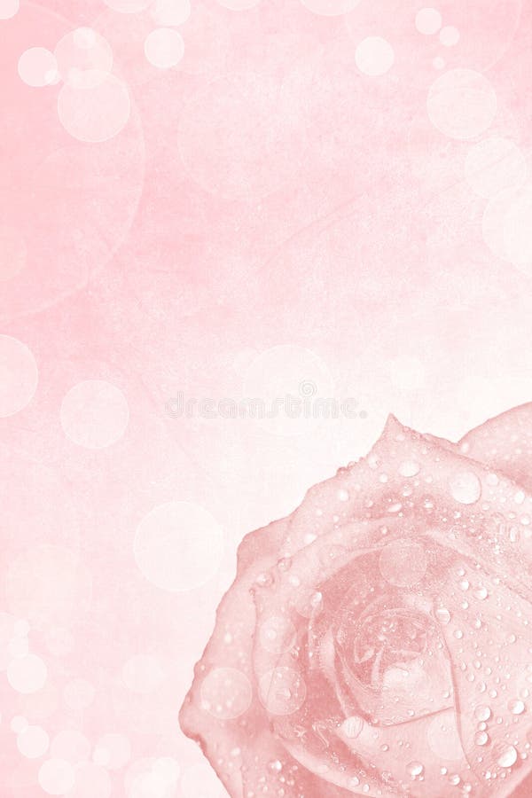 Belle carte rose de Rose illustration stock. Illustration du floral ...