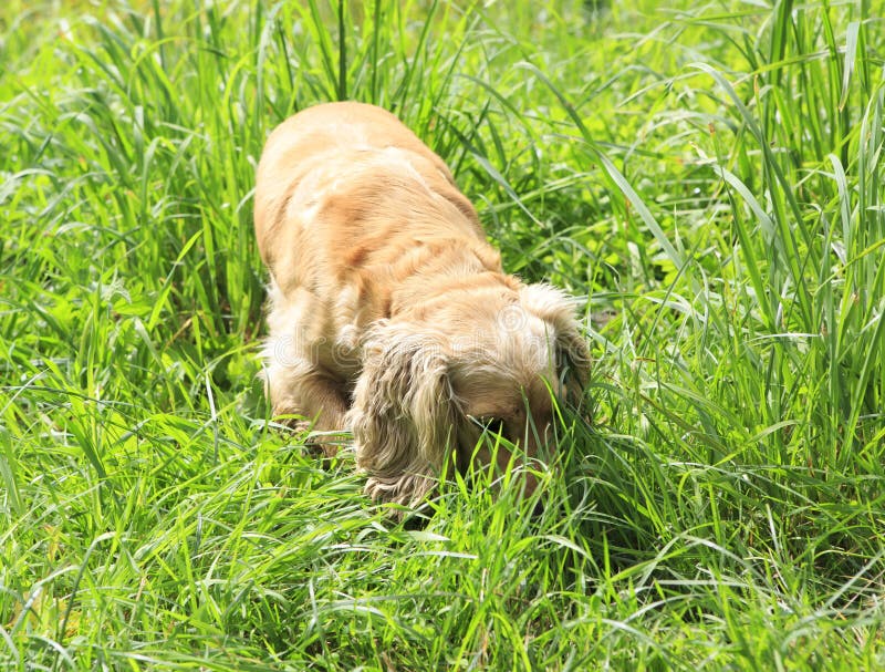 Belle Chasse Anglaise De Cocker Photo stock - Image du purebred, cocker ...