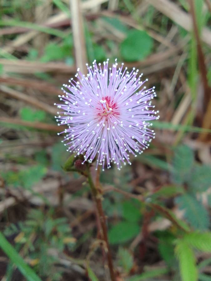 Belle Couleur De Fleur Princesse Timide 2 Photo stock - Image du ...
