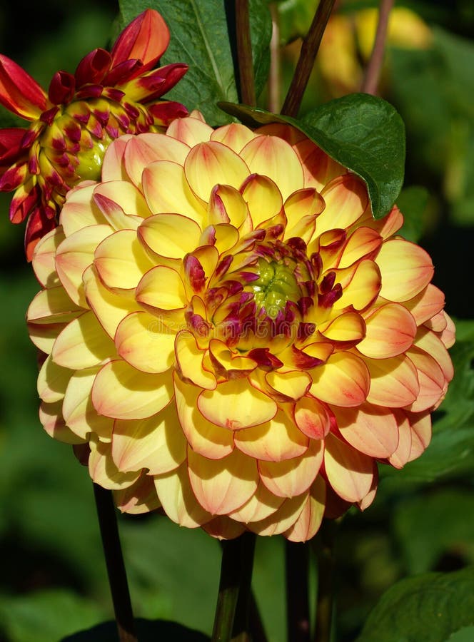 Belle dalie immagine stock. Immagine di germogli, pianta - 42717967