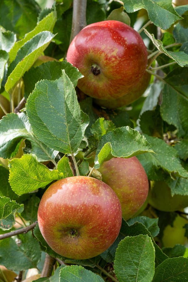 Belle de Boskoop - Apple stock photo. Image of harvest - 255800214