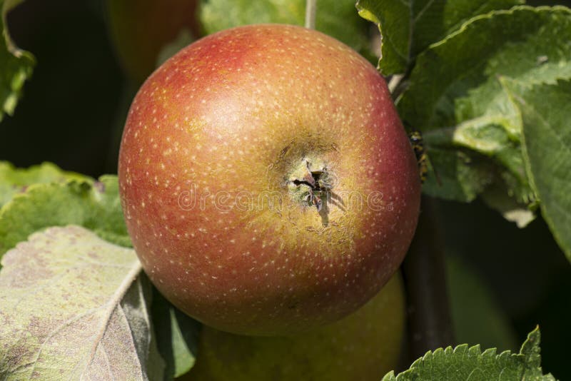 Belle de Boskoop stock image. Image of harvest, autumn - 255145543