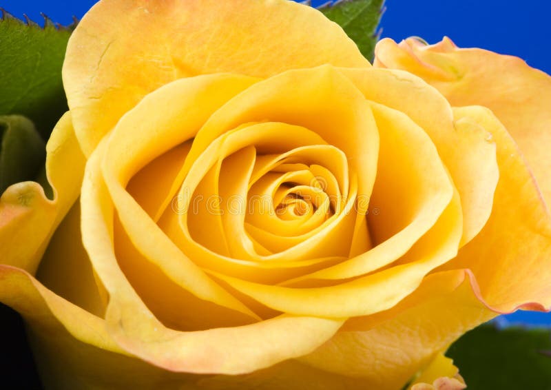 Belle fleur photo stock. Image du bouquet, frais, nature - 2979444