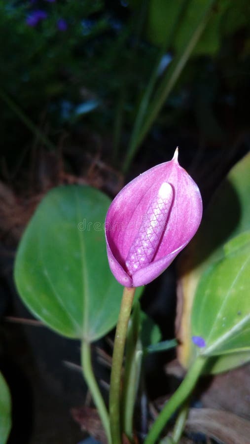 Belle Fleur D'anthurium De Couleur Violette Image stock - Image du ...