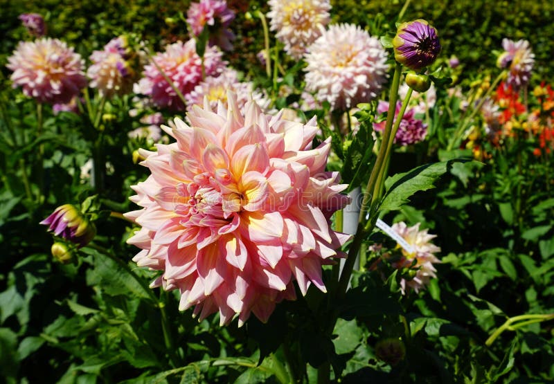 Belle fleur dahlia photo stock. Image du bouquet, floraison - 158954356