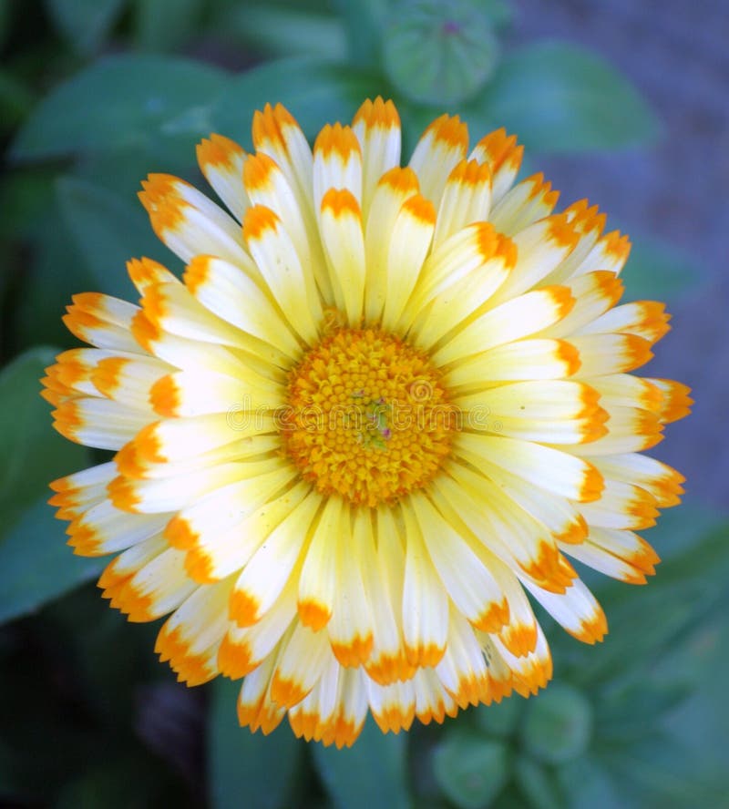 Belle fleur dahlia photo stock. Image du bouquet, floraison - 158954356