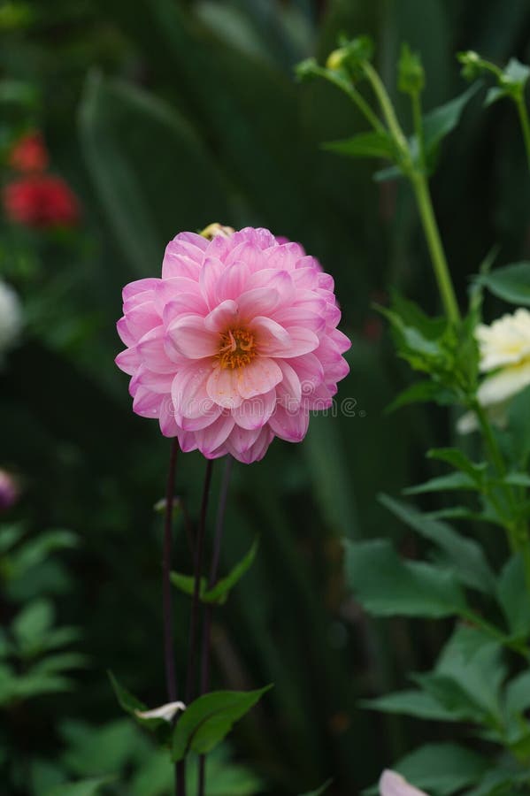 Belle fleur de dahlia photo stock. Image du flore, pétale - 74630112
