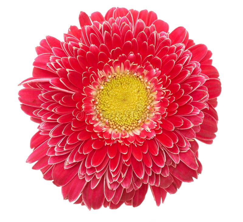 Marguerite rouge image stock. Image du sensible, bouquet - 594867