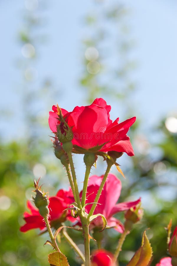 Belle Fleur De Rose De Rouge Dans Un Jardin. Photo stock - Image du ...