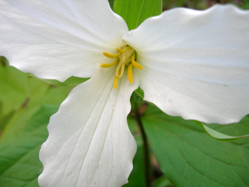 Belle fleur rare image stock. Image du beauté, vert, nature - 769963