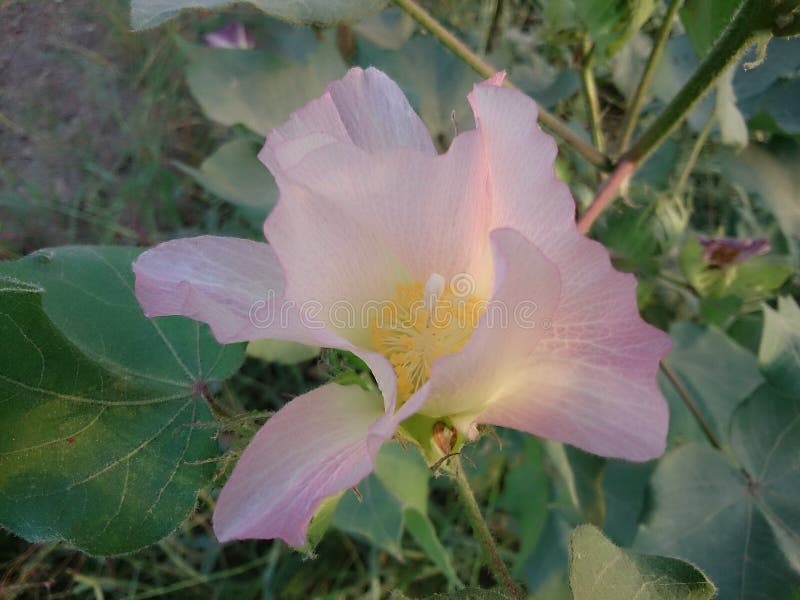 Belle fleur rose-clair image stock. Image du coton, rose - 44409671