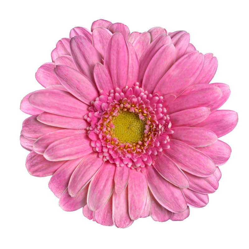 Belle Fleur Rose De Gerbera D'isolement Sur Le Blanc Photo stock ...