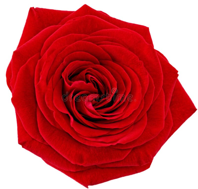 Belle Fleur Simple De Rose De Rouge. D'isolement. Photo stock - Image ...