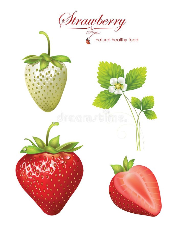 Belle fragole illustrazione di stock. Illustrazione di bordo - 56081922